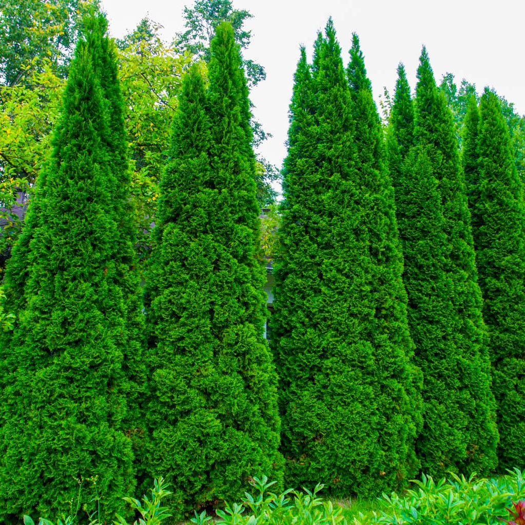 Buy Full Speed A Hedge® American Pillar Arborvitae — PrivacyShrubs.com