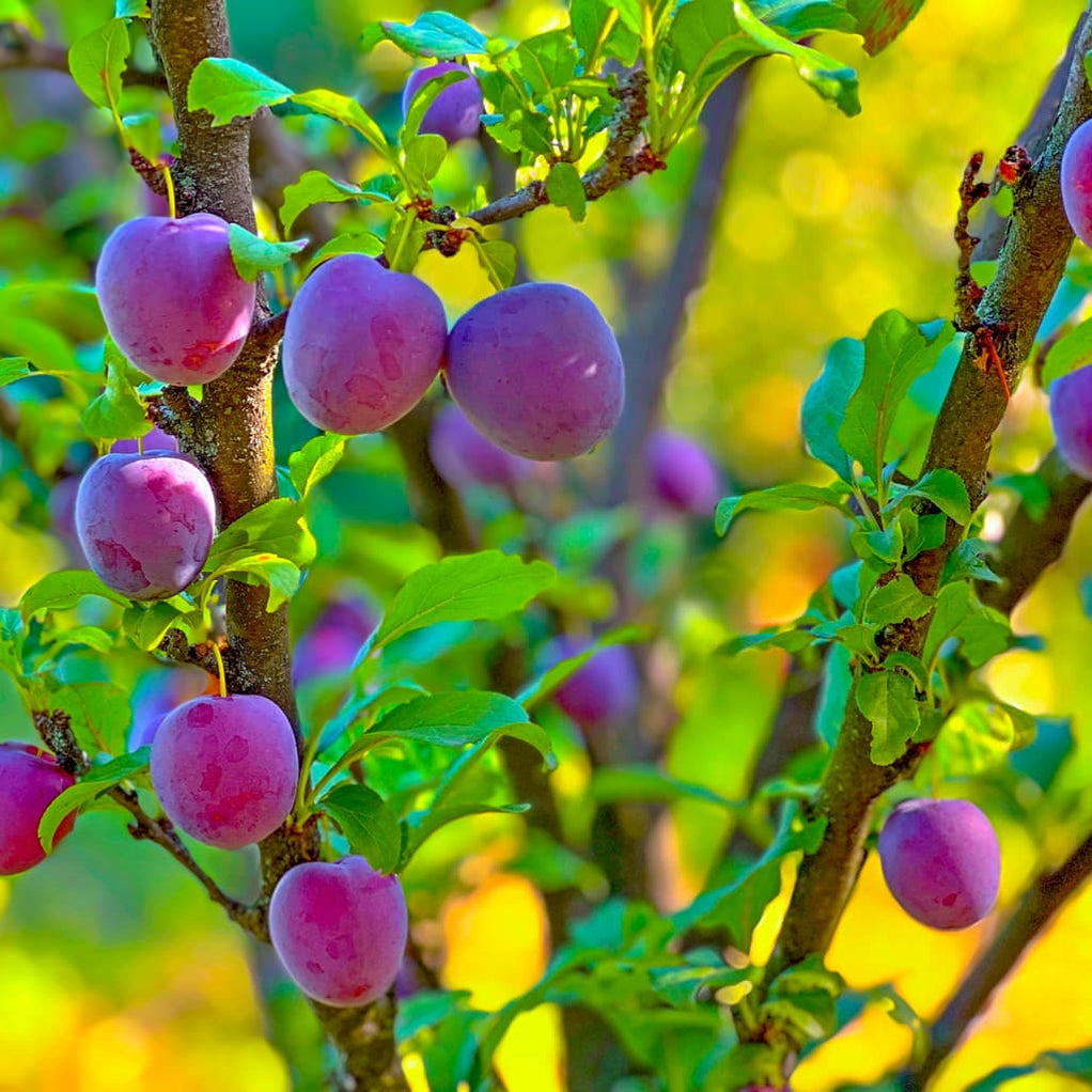 American Plum Tree for Sale — PrivacyShrubs.com