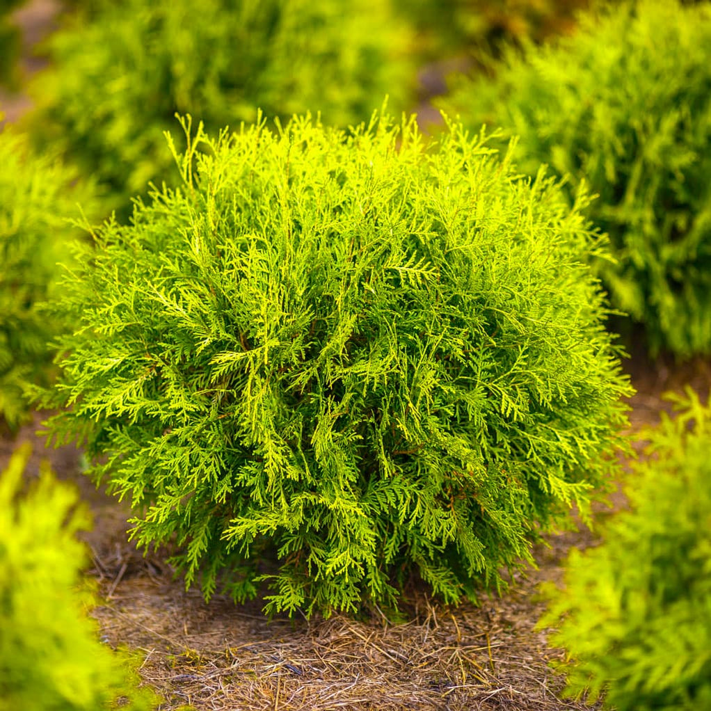 Anna's Magic Ball® Arborvitae for Sale — PrivacyShrubs.com