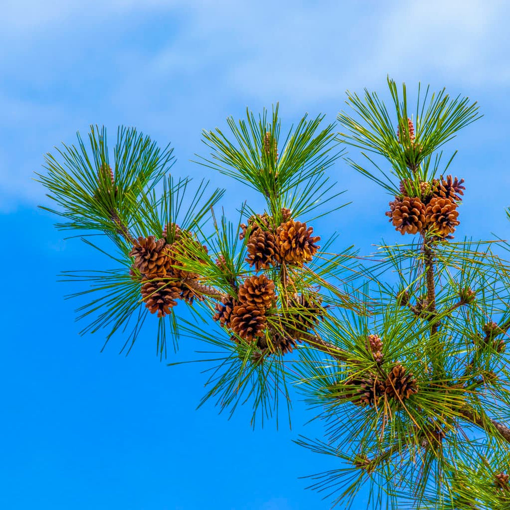 Austrian Pine Tree for Sale — PrivacyShrubs.com