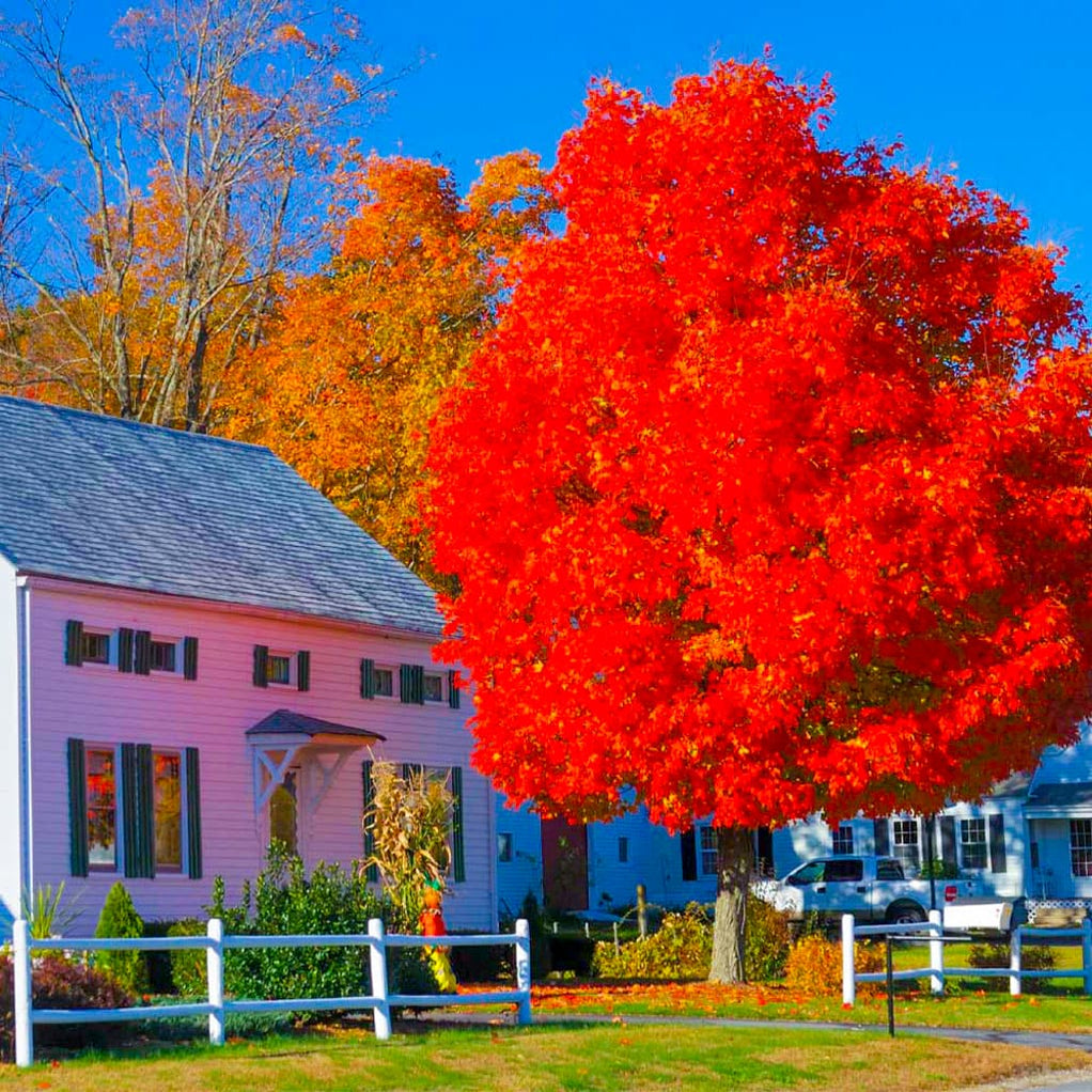 Autumn Blaze® Red Maple Tree For Sale — PrivacyShrubs.com