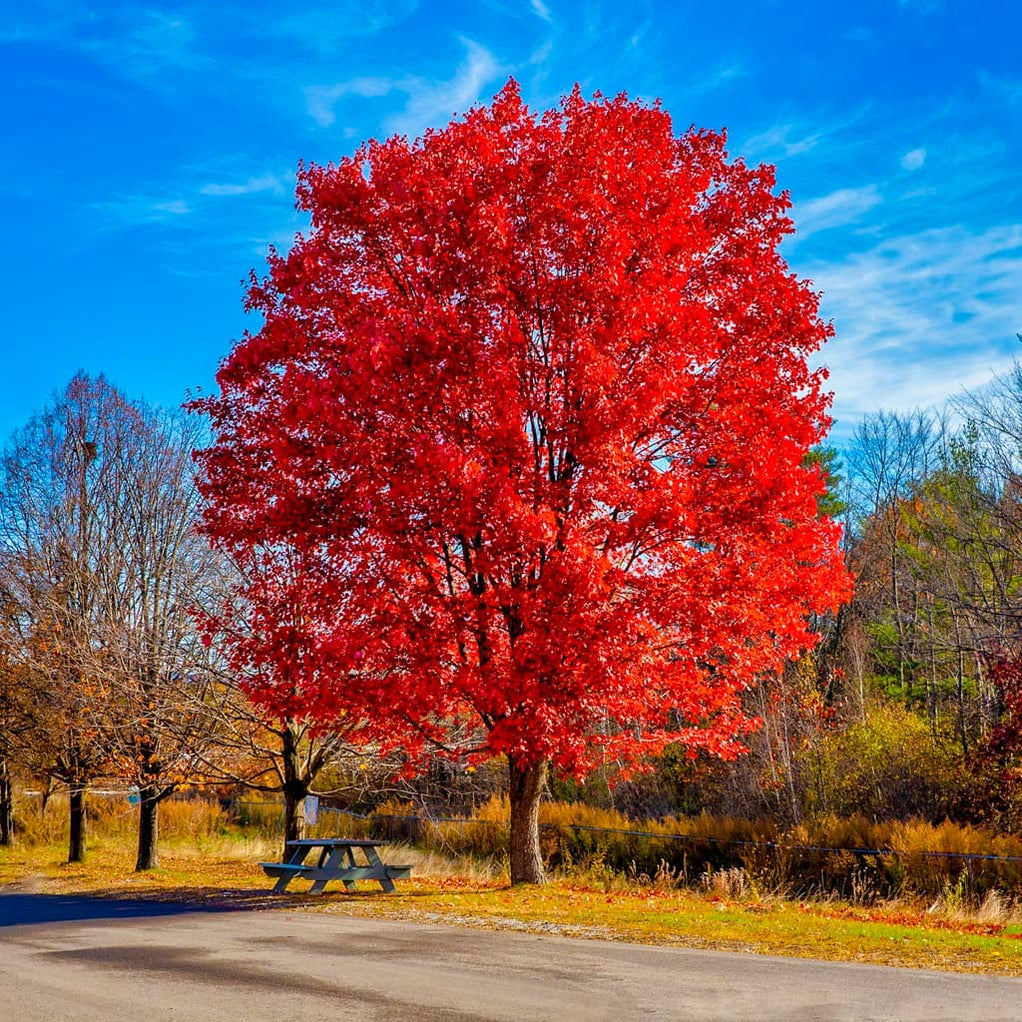 Autumn Blaze® Red Maple Tree For Sale — PrivacyShrubs.com