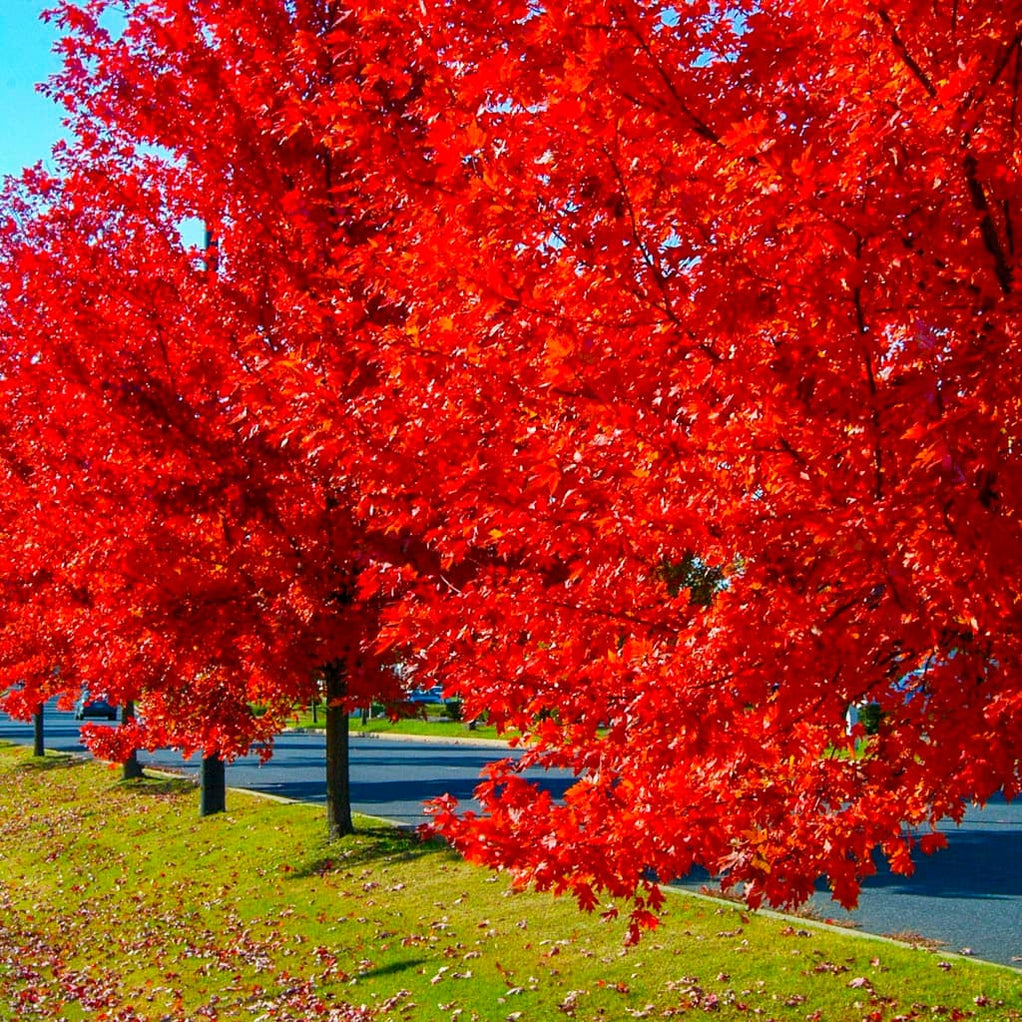 Autumn Blaze® Red Maple Tree For Sale — PrivacyShrubs.com