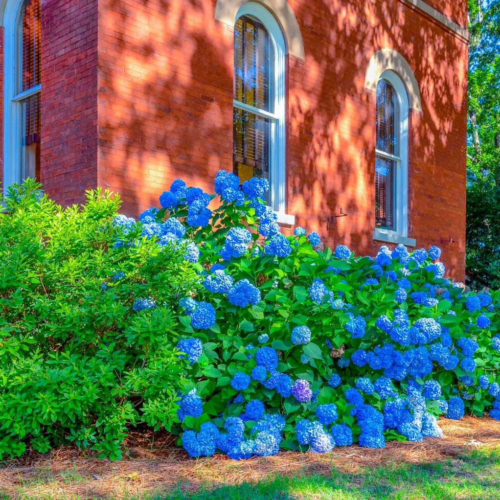 Nikko Blue Hydrangea For Sale — PrivacyShrubs.com