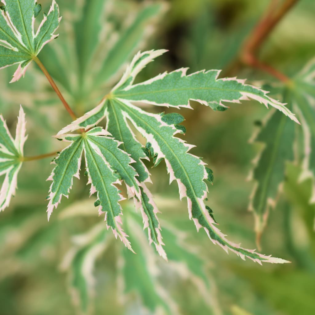Japanese Maple Trees For Sale | PrivacyShrubs.com