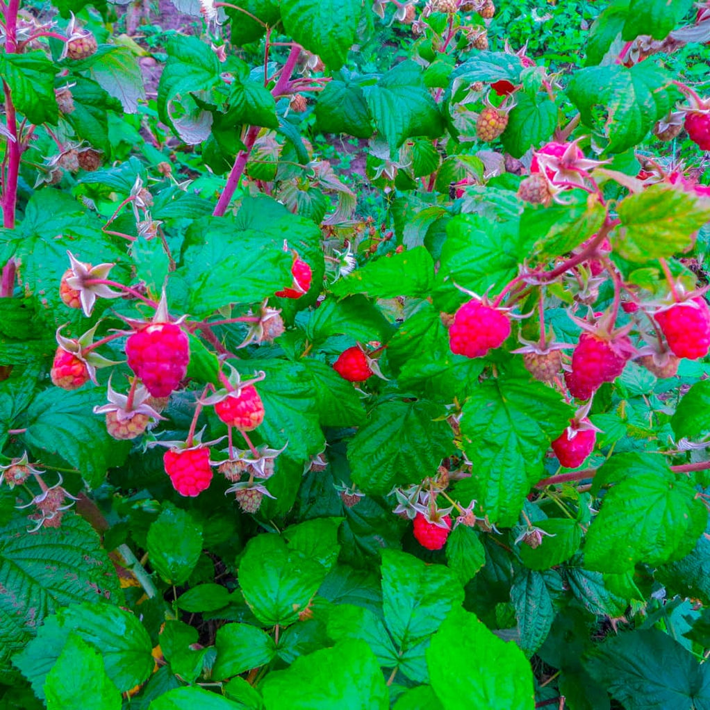 Canby Raspberry Thornless For Sale — PrivacyShrubs.com