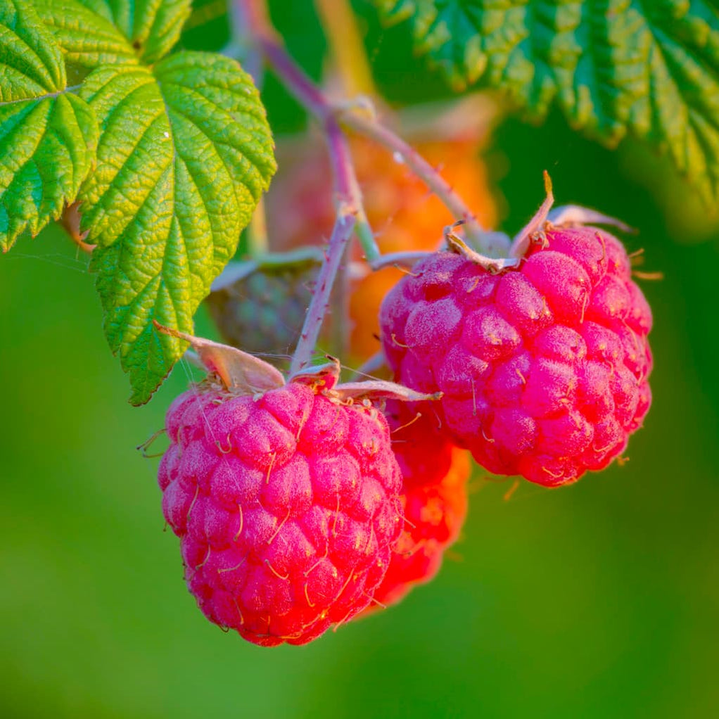 Canby Raspberry Thornless For Sale — PrivacyShrubs.com