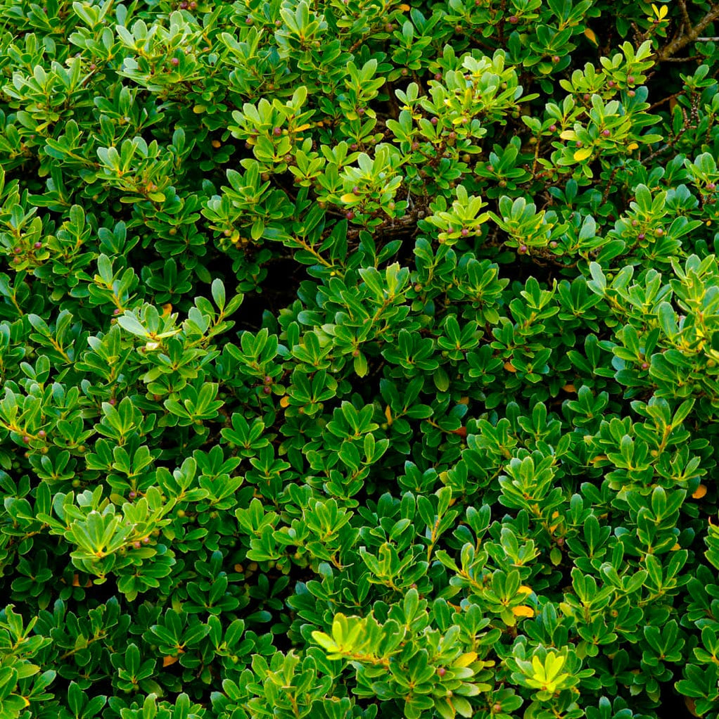 Compacta Japanese Holly For Sale — PrivacyShrubs.com