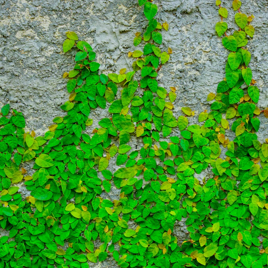 Creeping Fig Vine Covered Walls