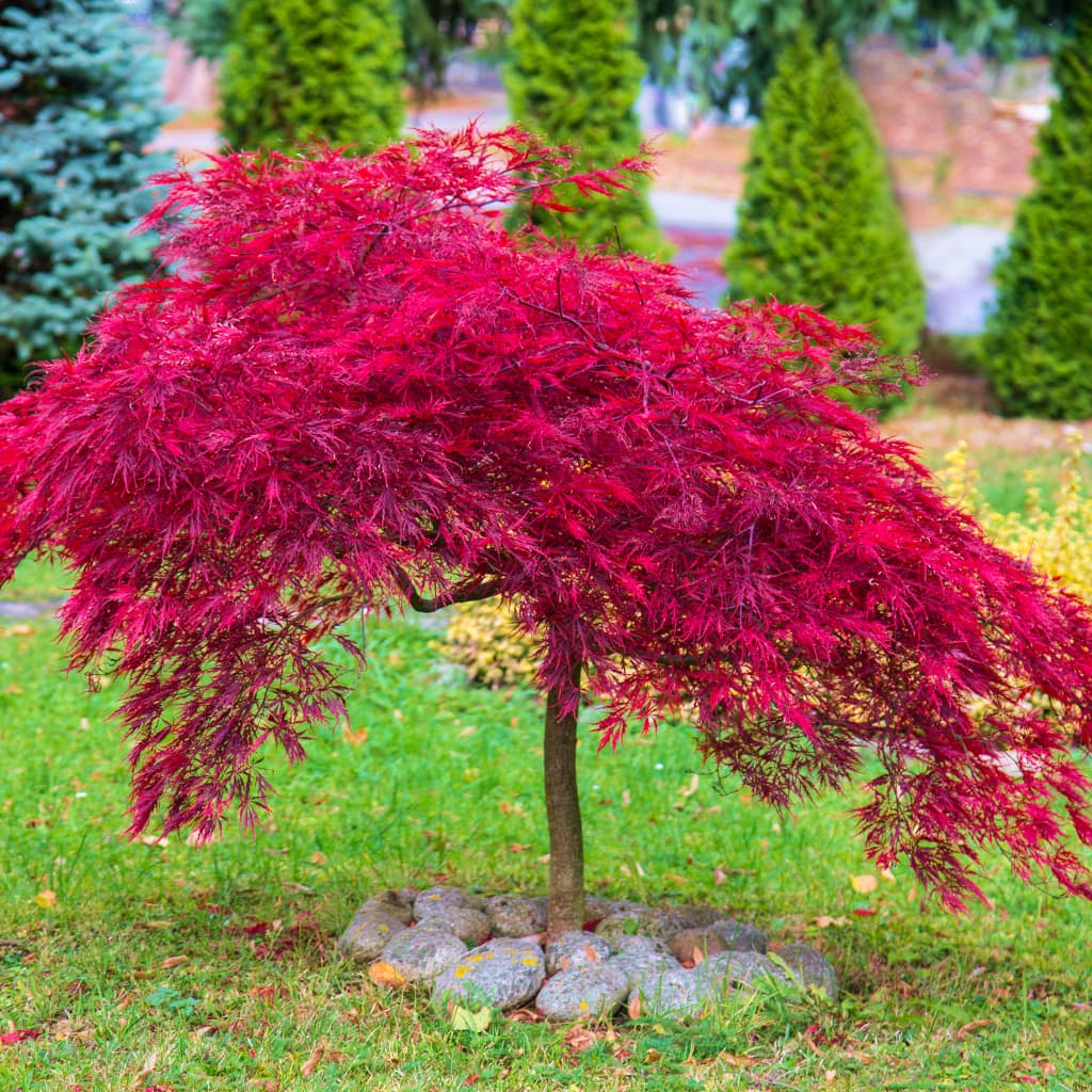 Crimson Queen Japanese Maples For Sale — PrivacyShrubs.com