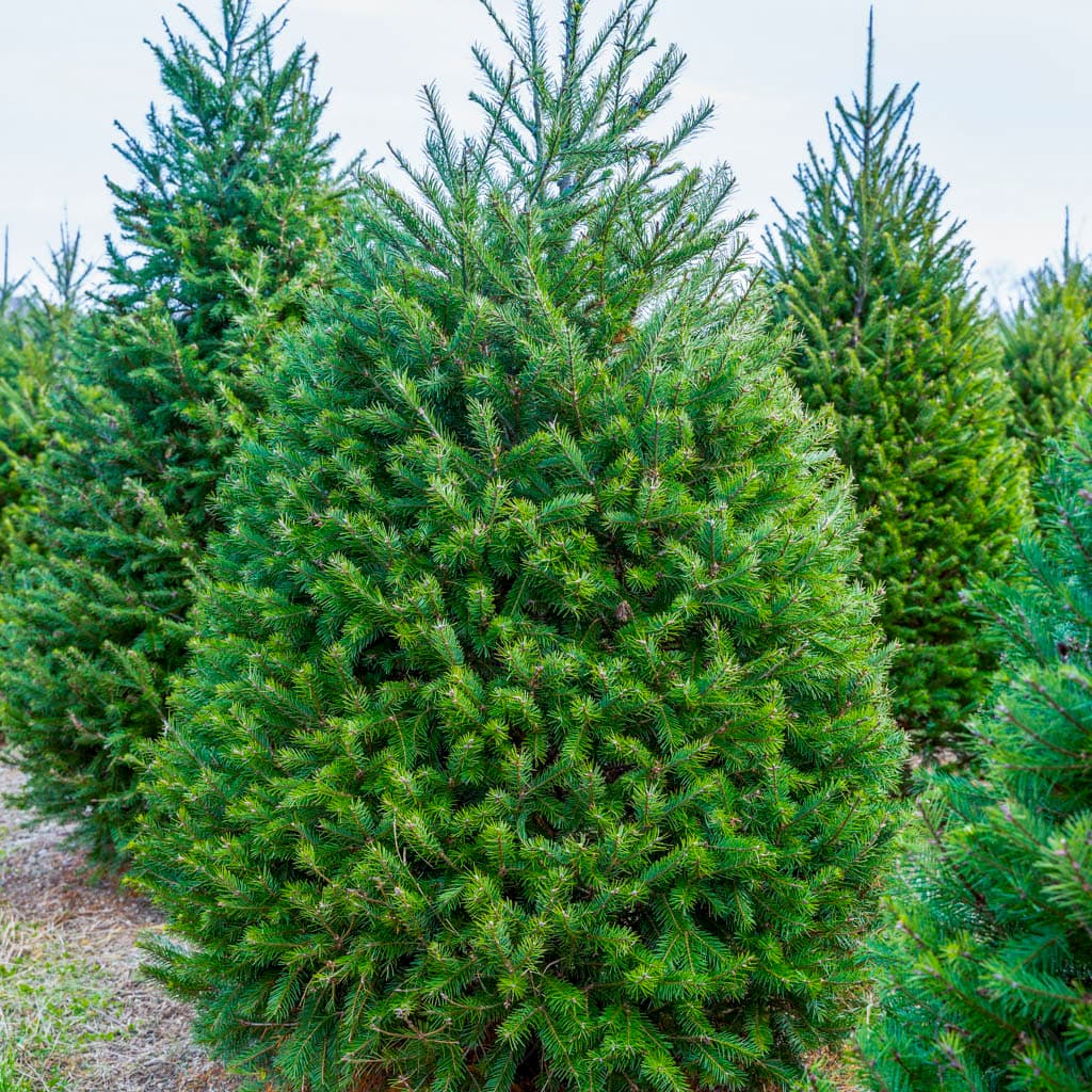 Douglas Fir Tree Information