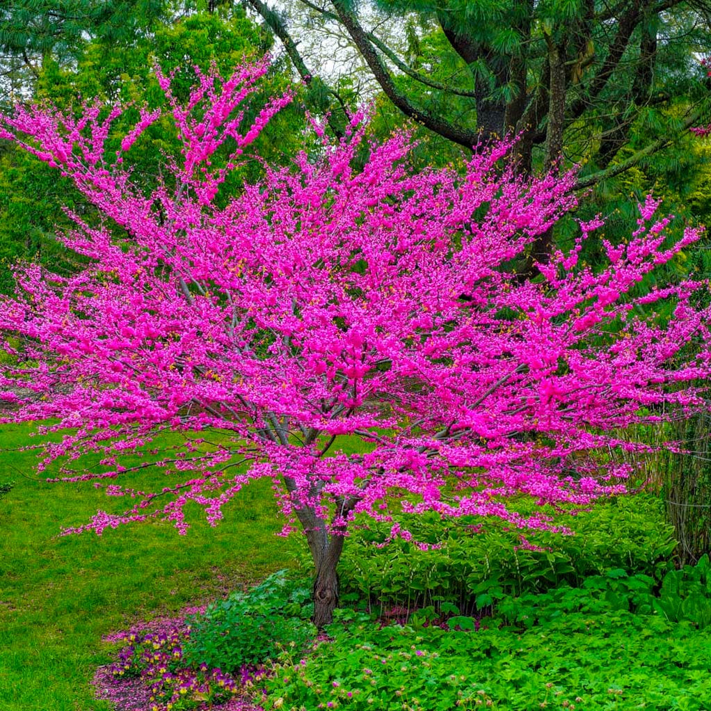 Eastern Redbud Trees for Sale — PrivacyShrubs.com
