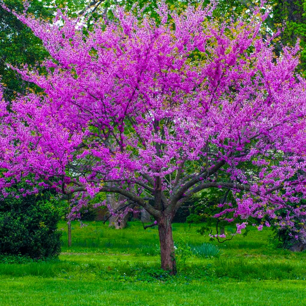 Eastern Redbud Trees for Sale — PrivacyShrubs.com