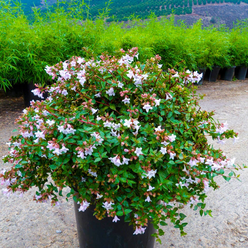 Edward Goucher Abelia For Sale — PrivacyShrubs.com