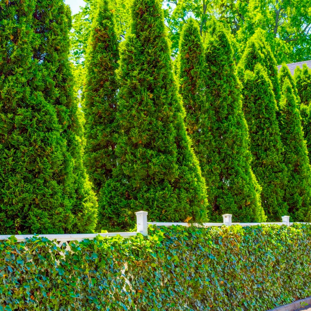Buy Emerald Green 'Smaragd' Arborvitae For Sale — PrivacyShrubs.com