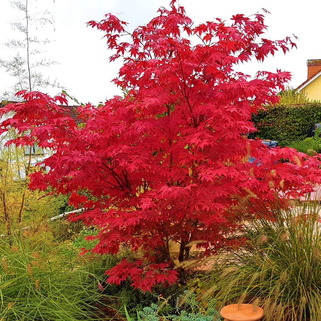 Emperor Japanese Maple Trees For Sale — PrivacyShrubs.com
