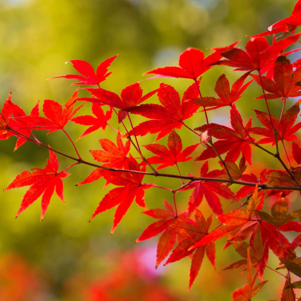 Emperor Japanese Maple Trees For Sale — PrivacyShrubs.com