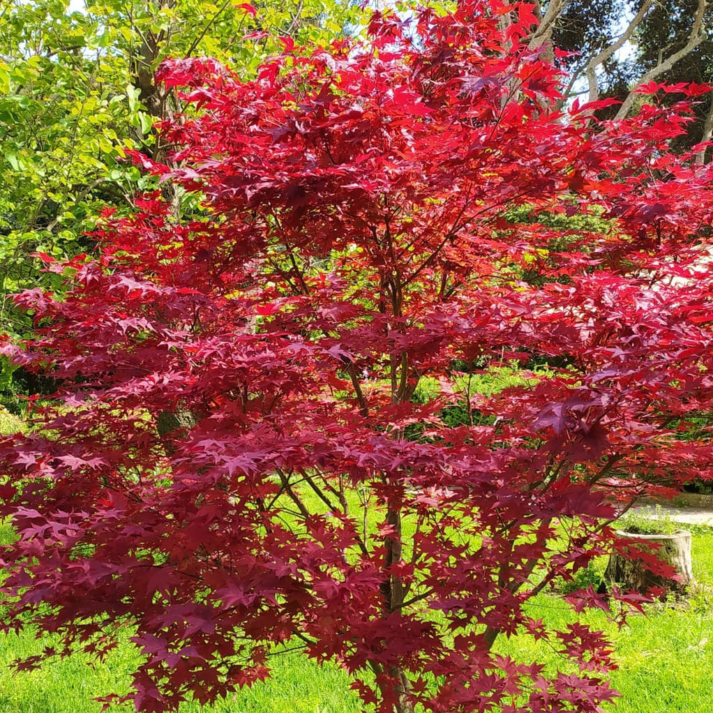 Emperor Japanese Maple Trees For Sale — PrivacyShrubs.com