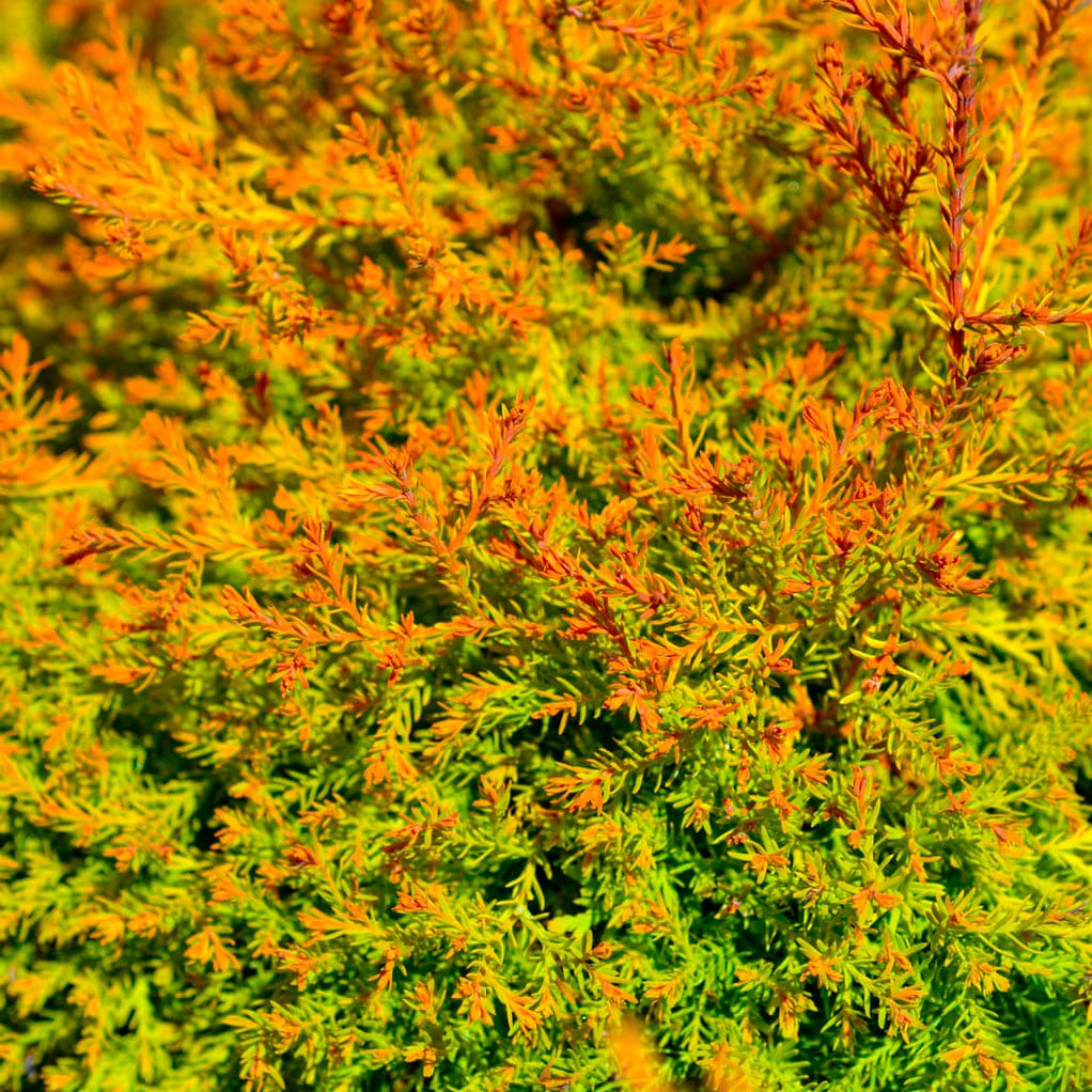 Fire Chief™ Arborvitae For Sale — PrivacyShrubs.com