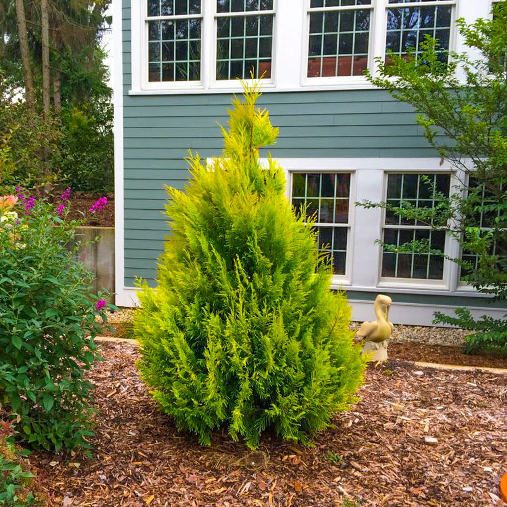 Fluffy Western Arborvitae For Sale — PrivacyShrubs.com