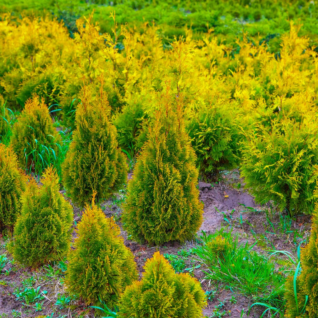 Fluffy Western Arborvitae For Sale — PrivacyShrubs.com