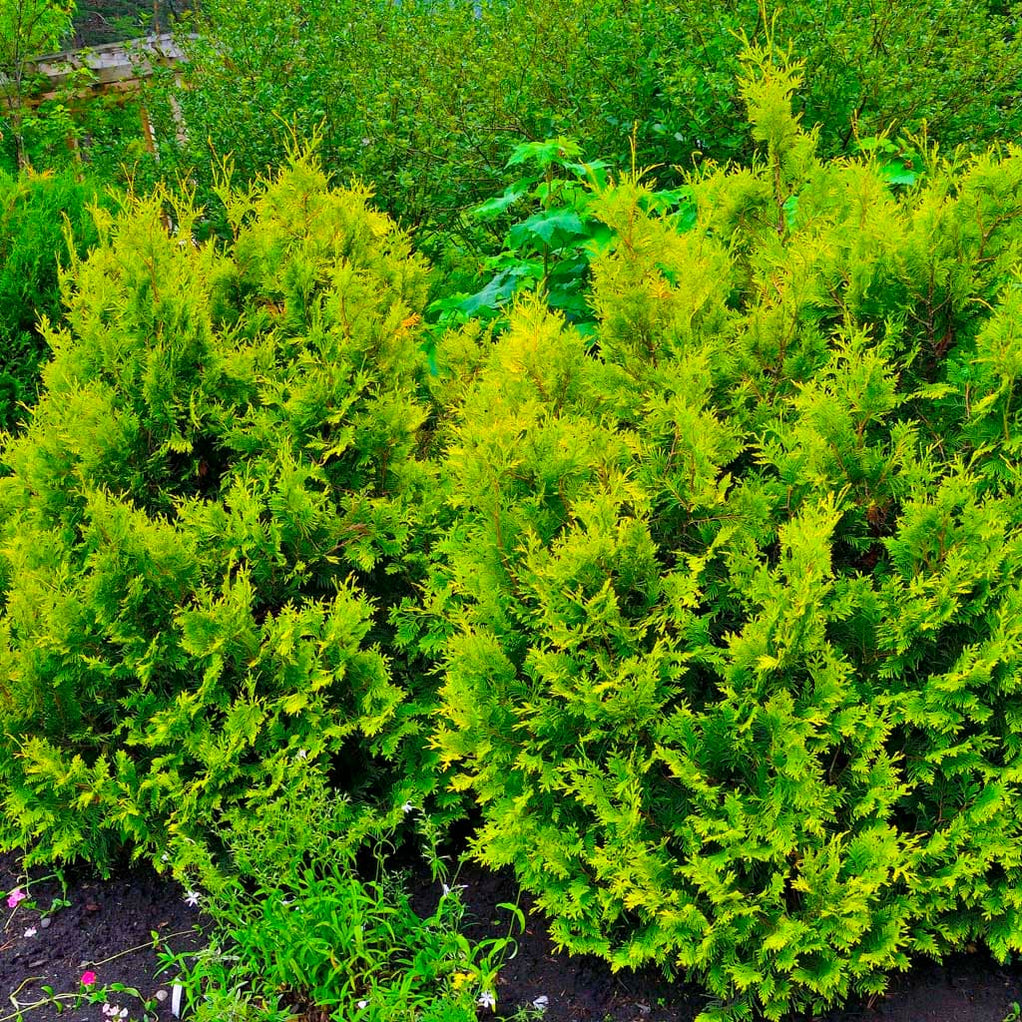 Fluffy Western Arborvitae For Sale — PrivacyShrubs.com