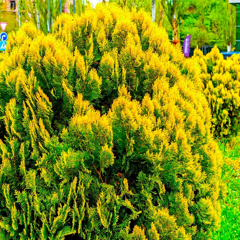 Fluffy Western Arborvitae For Sale — PrivacyShrubs.com
