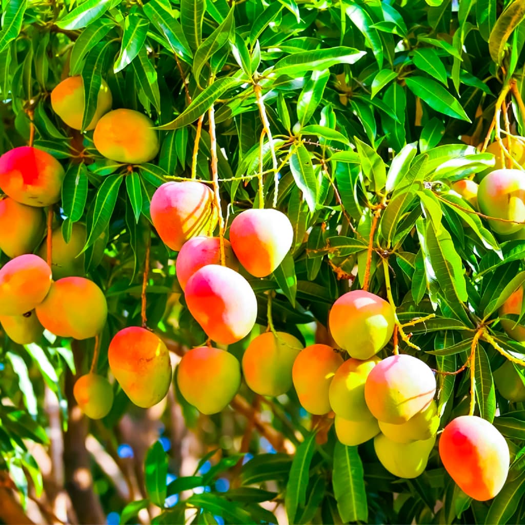 Fruit Cocktail Mango Tree for Sale — PrivacyShrubs.com