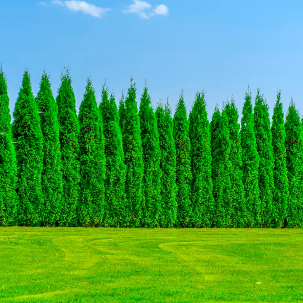Evergreen Privacy Trees For Sale | PrivacyShrubs.com