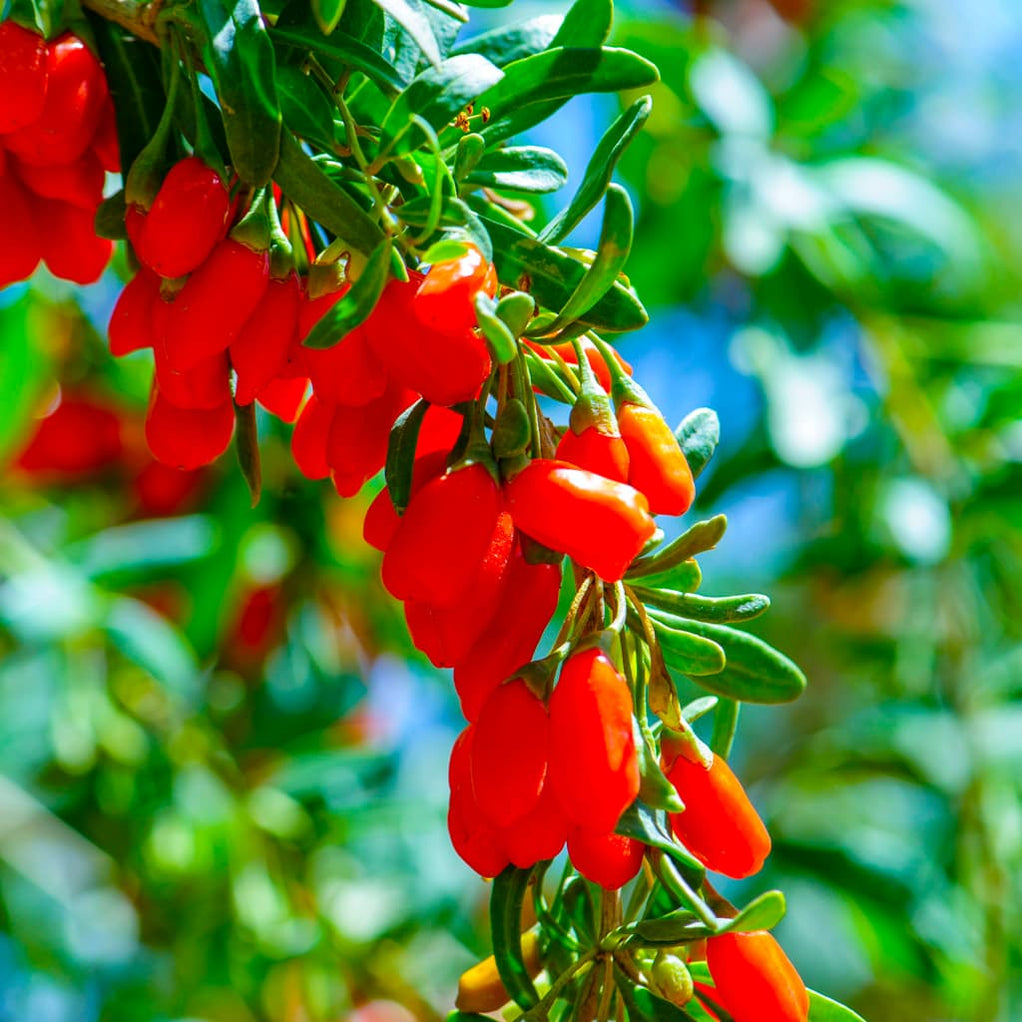 Goji Berry Bushes For Sale — PrivacyShrubs.com