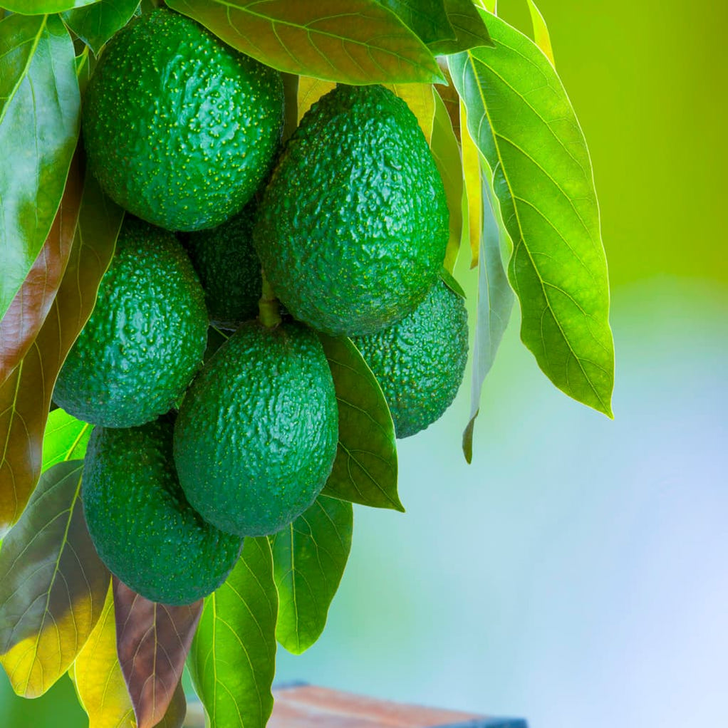 Hass Avocado Trees For Sale — PrivacyShrubs.com