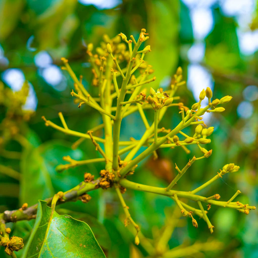 Hass Avocado Trees For Sale — PrivacyShrubs.com