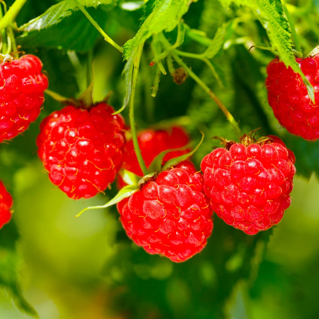 Heritage Raspberry Bushes For Sale — PrivacyShrubs.com