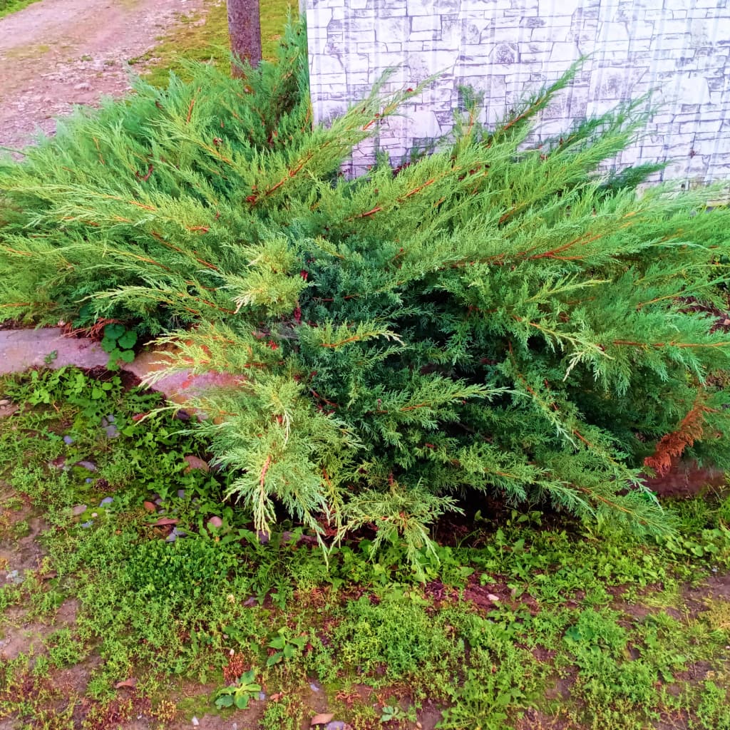 Juniper Shrubs for Sale | PrivacyShrubs.com