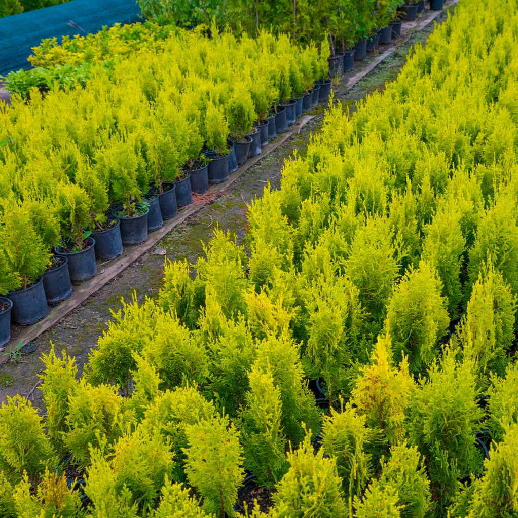 Highlights™ Janed Gold Arborvitae For Sale — PrivacyShrubs.com