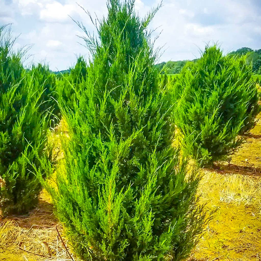 Pictures Of Juniper Trees
