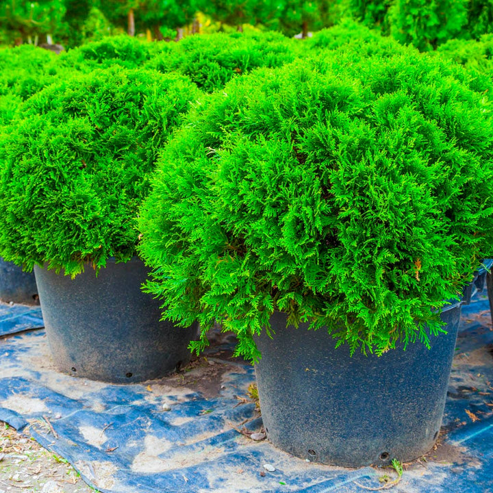 8 Best 5–6 Foot Evergreen Shrubs for Privacy | Year-Round Screening ...
