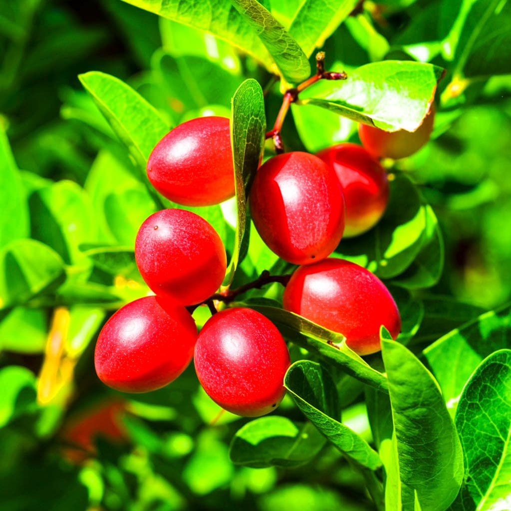 Miracle Fruit Bushes For Sale — PrivacyShrubs.com