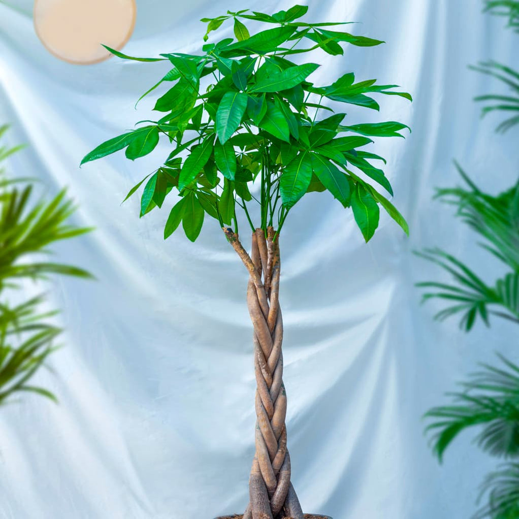 Money Trees For Sale — PrivacyShrubs.com
