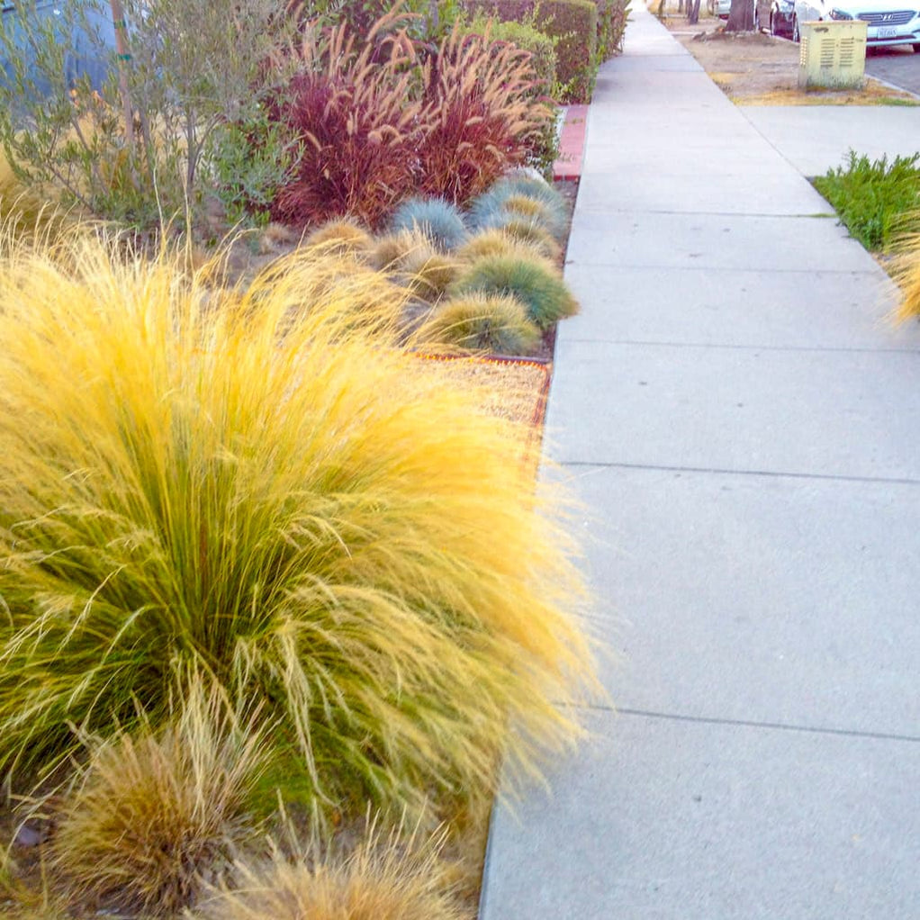 White Cloud Muhly Grass For Sale — PrivacyShrubs.com