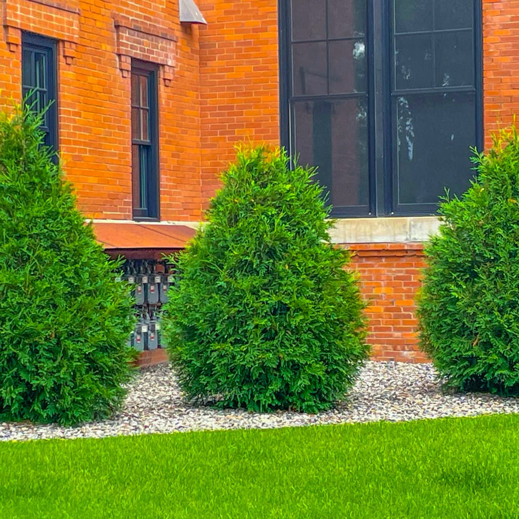 Murray Cypress Trees For Sale — PrivacyShrubs.com