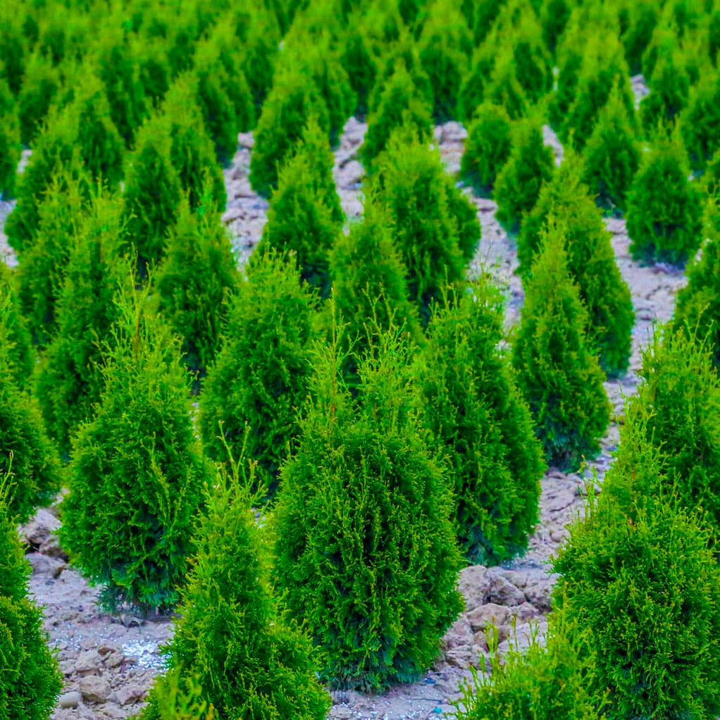 Murray Cypress Trees For Sale — PrivacyShrubs.com