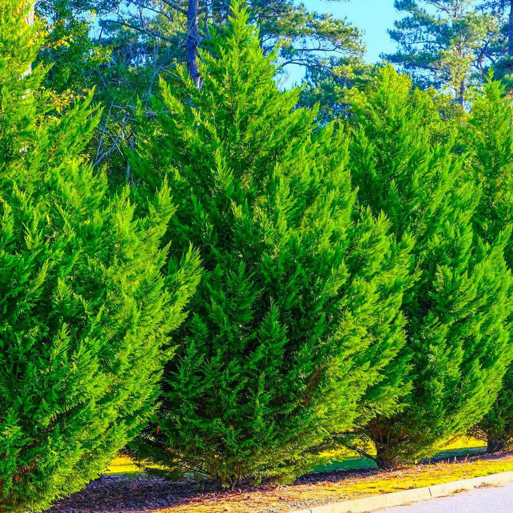 Murray Cypress Trees For Sale — PrivacyShrubs.com