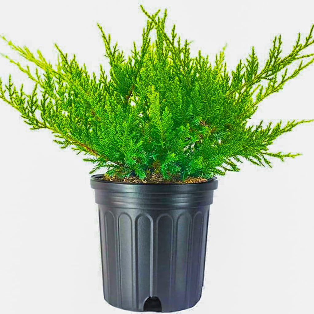 Nick's Compact Juniper — PrivacyShrubs.com