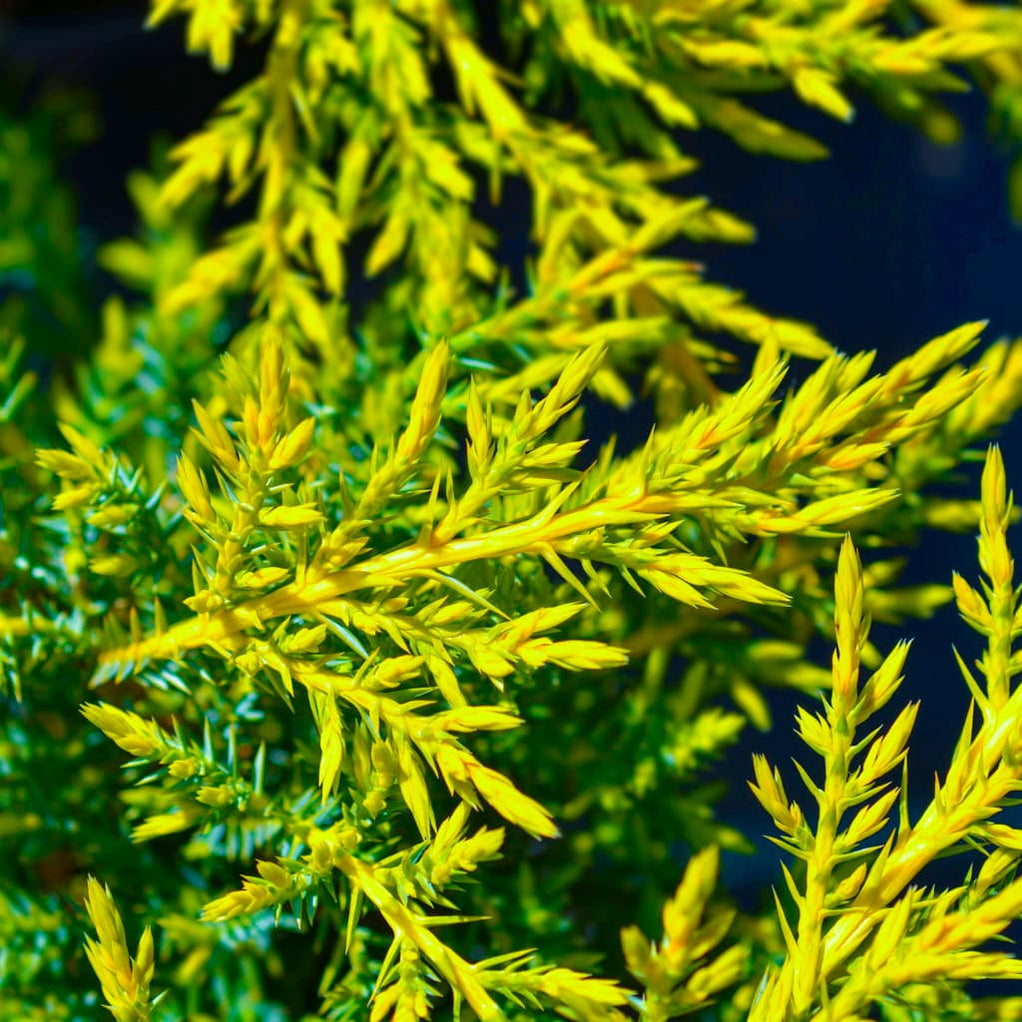 Old Gold Juniper For Sale — PrivacyShrubs.com