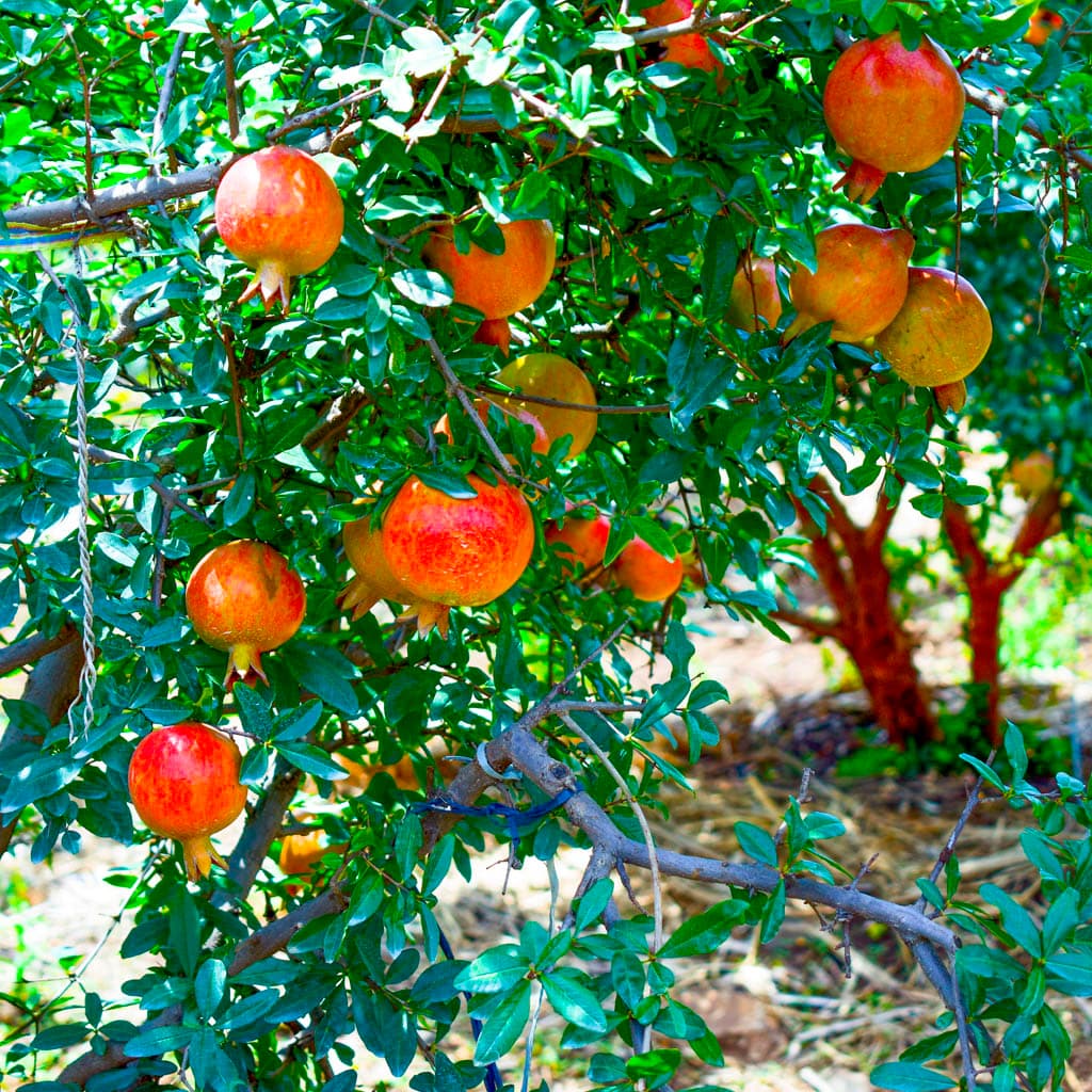 Dwarf Pomegranate Trees For Sale — PrivacyShrubs.com