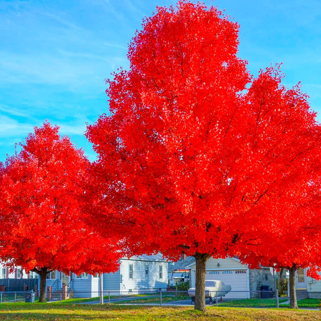 Red Maple Trees For Sale — PrivacyShrubs.com
