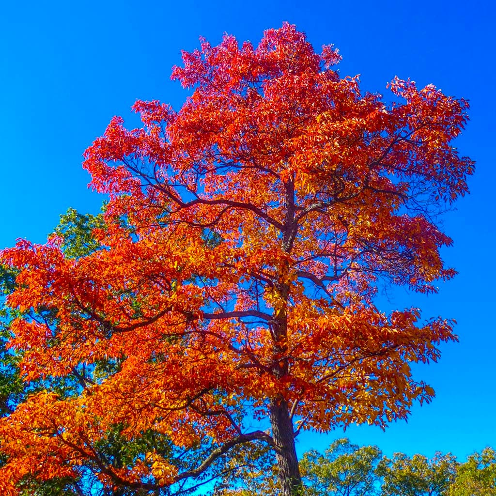 Sassafras Trees For Sale — PrivacyShrubs.com