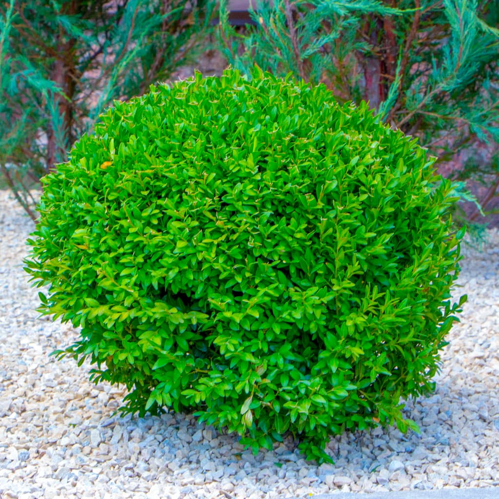 Evergreen Shrubs for Sale | PrivacyShrubs.com
