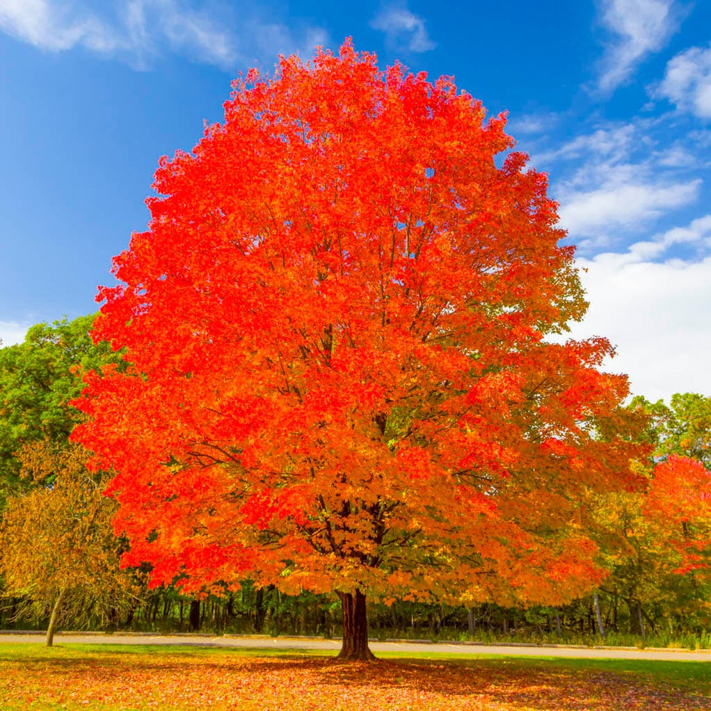 Sugar Maple Trees For Sale — PrivacyShrubs.com